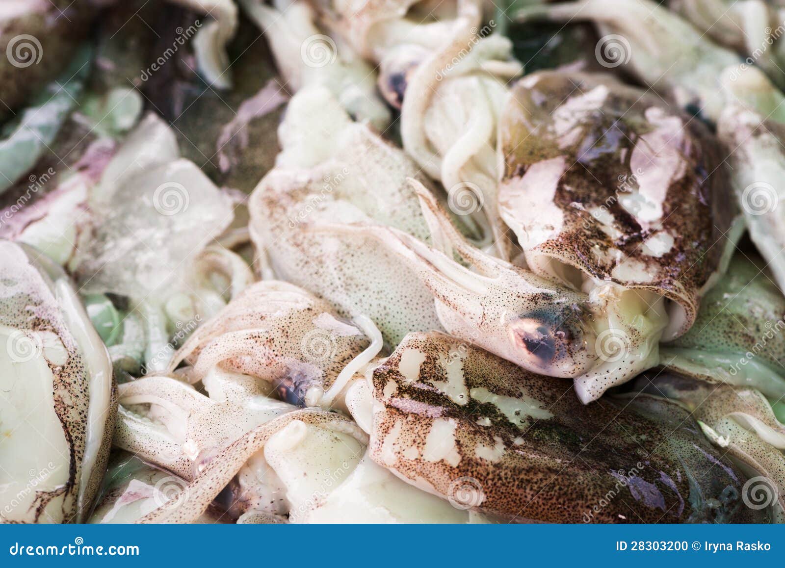 Fresh squids background stock photo. Image of design - 28303200
