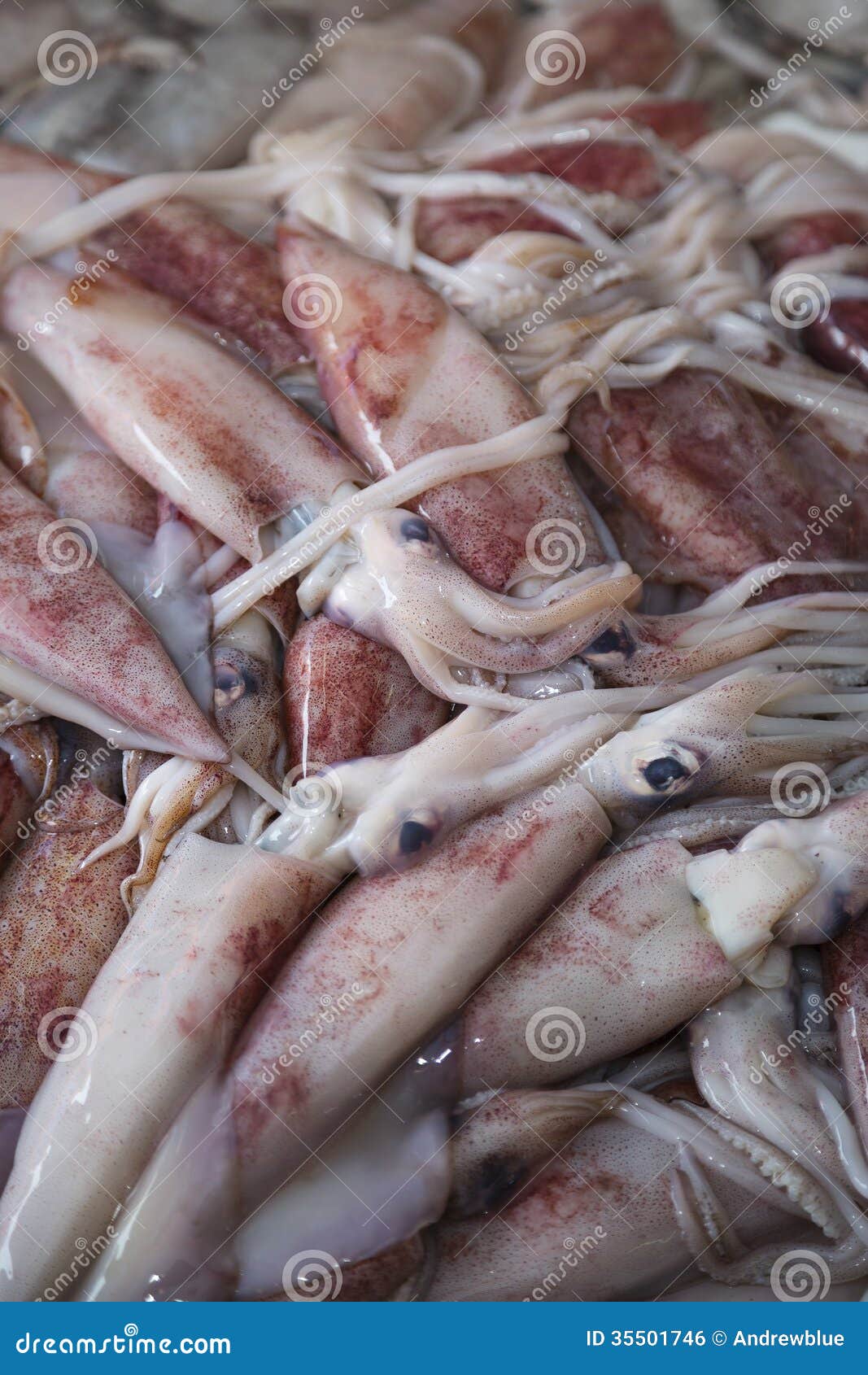 Fresh squids in the market stock photo. Image of fresh - 35501746