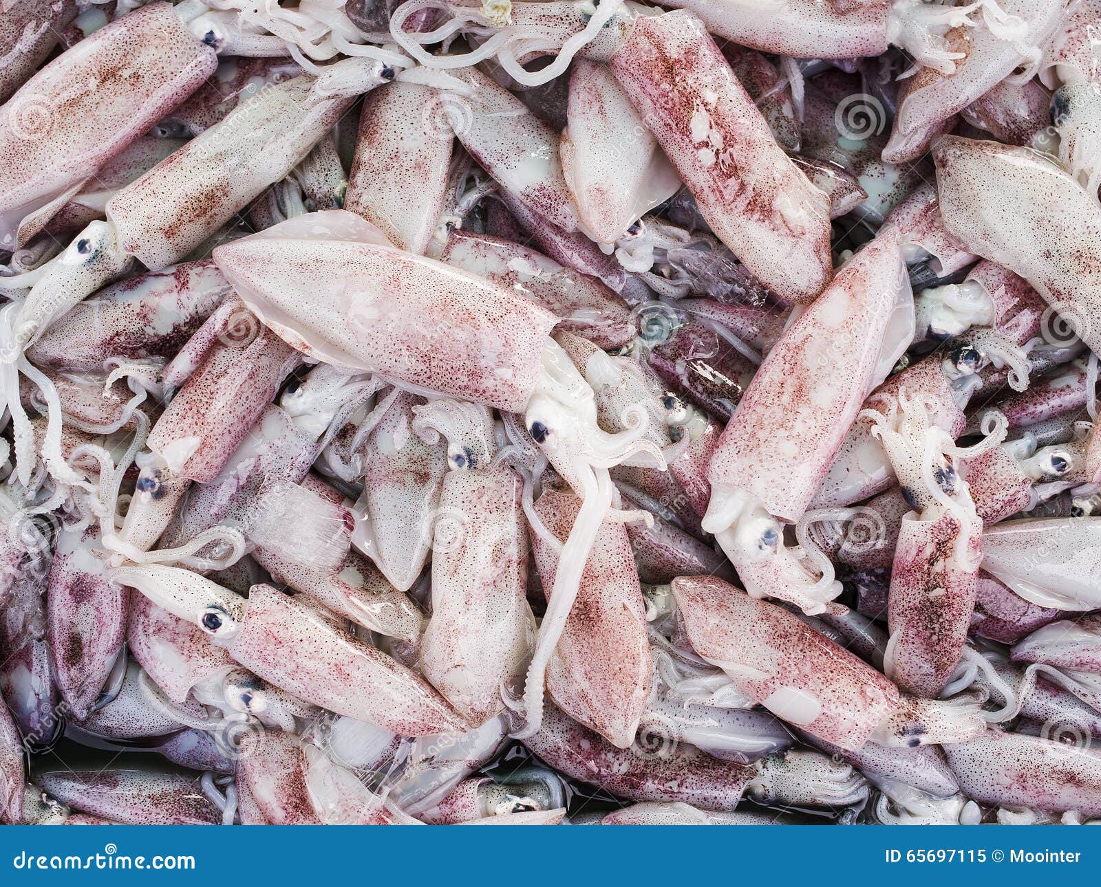 Fresh squids stock image. Image of fish, cuttlefish, cook - 65697115