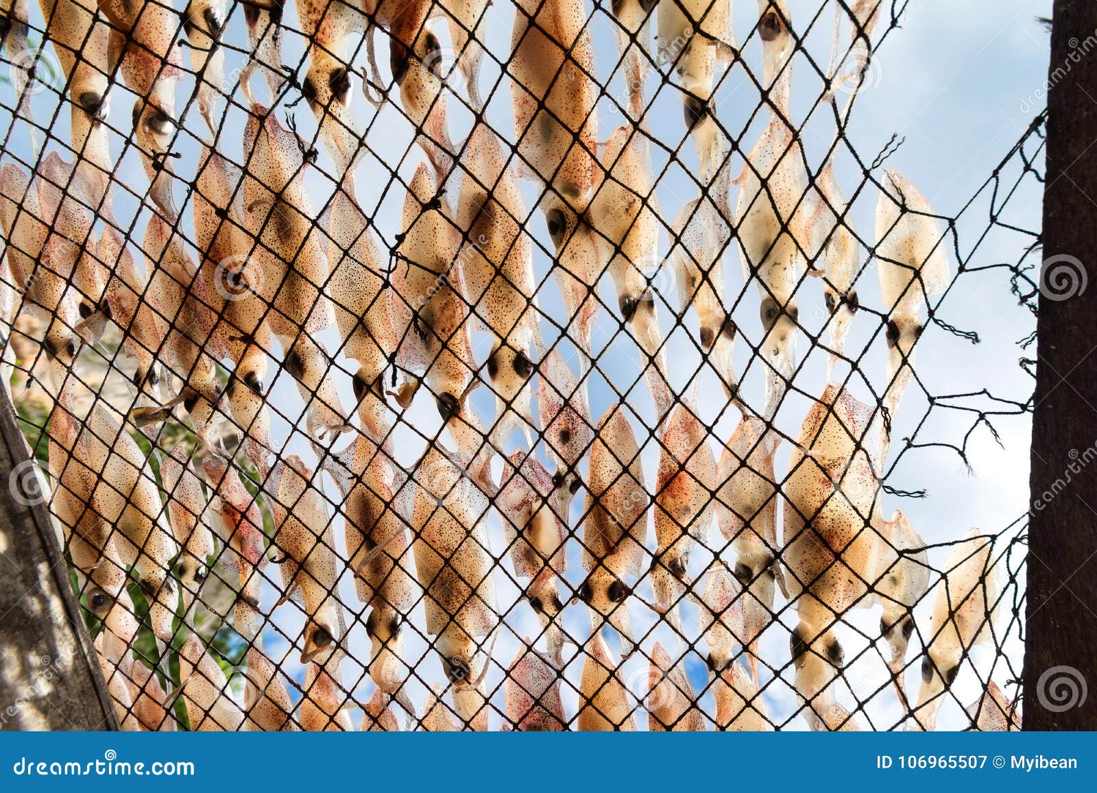 Fresh Squids on the Net with Sunlight Stock Image - Image of fishing ...