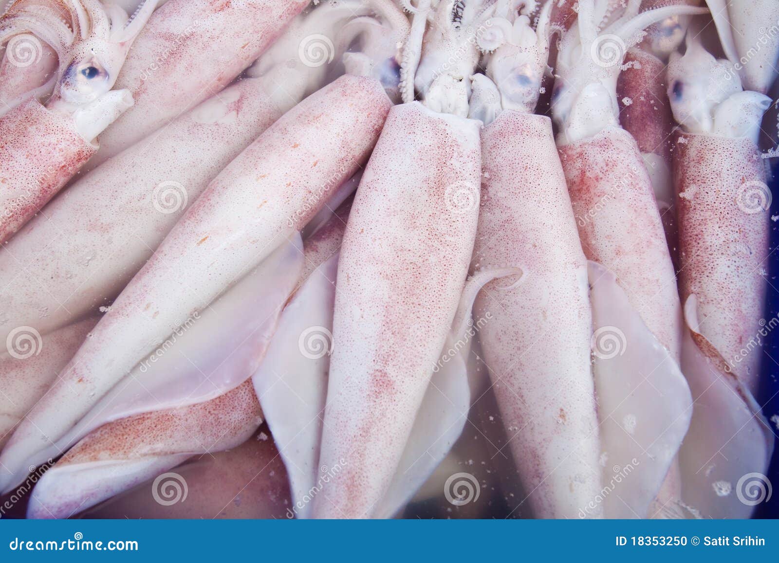 Fresh Squids at Seafood Market Stock Photo - Image of fresh, food: 18353250