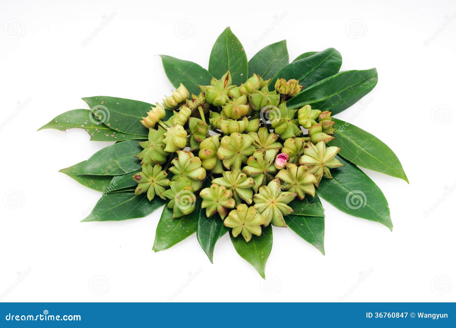 Fresh star anise stock image. Image of photograph, close - 36760847