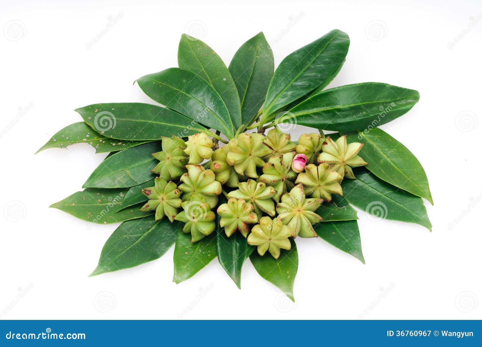 Fresh star anise stock image. Image of white, liquorice - 36760967