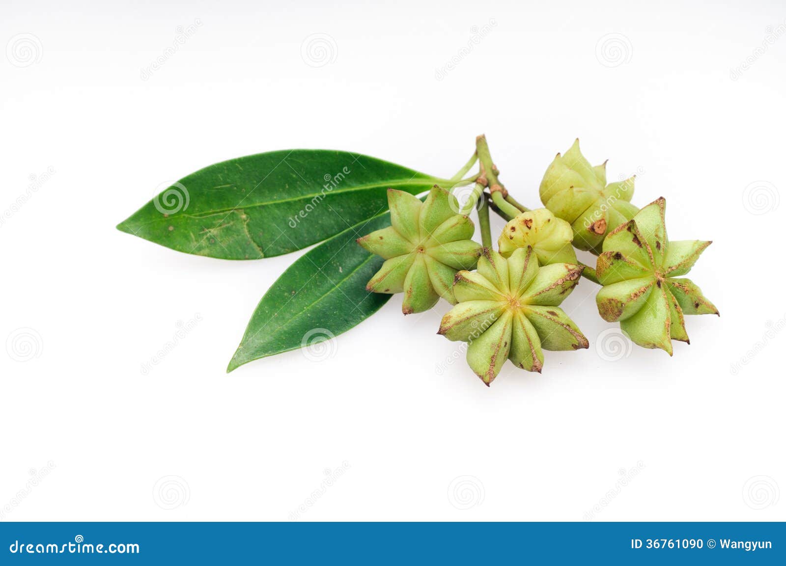 Fresh Star Anise Stock Photo - Image: 36761090