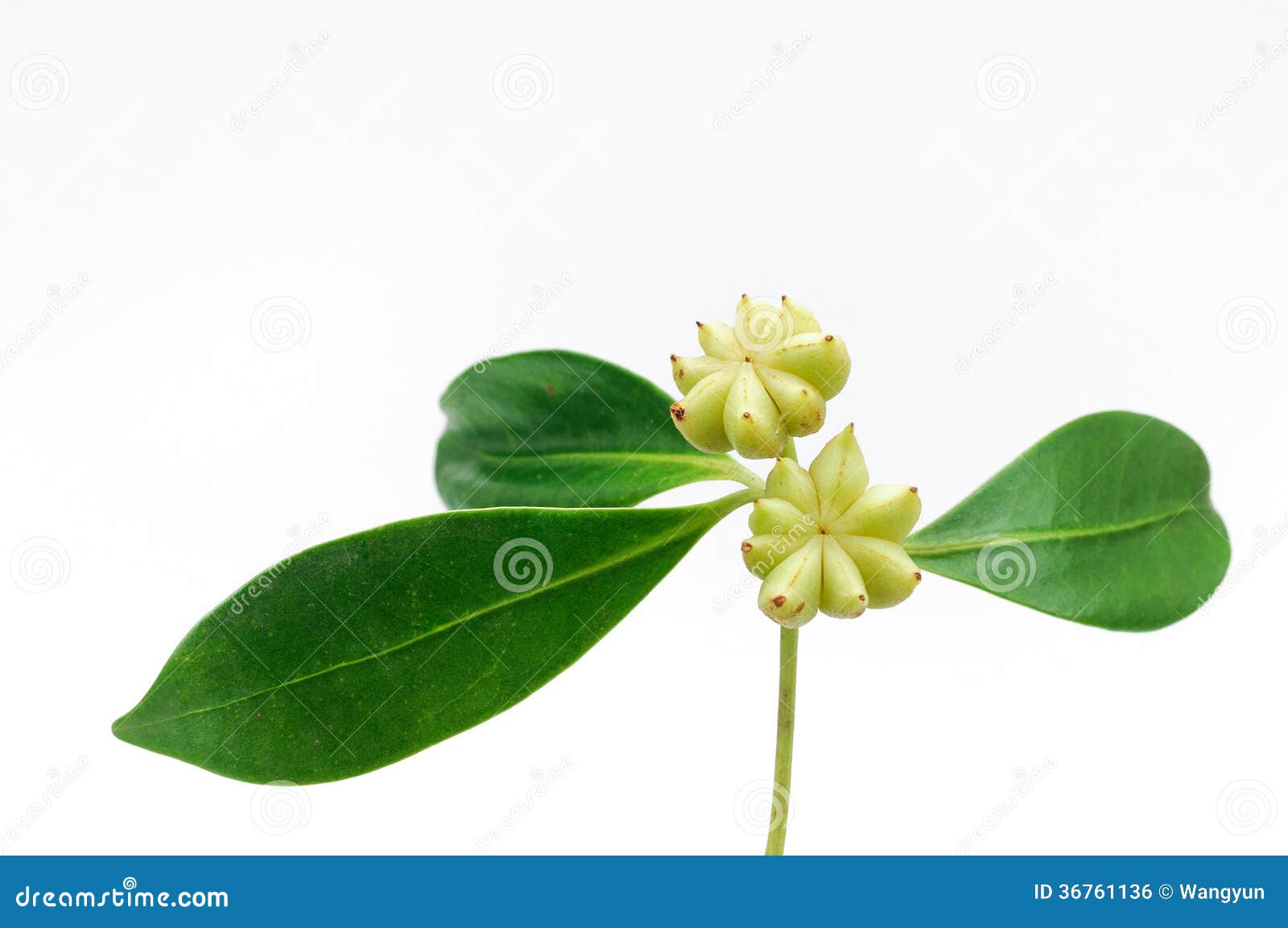 Fresh star anise stock photo. Image of fresh, shape, flavoring - 36761136