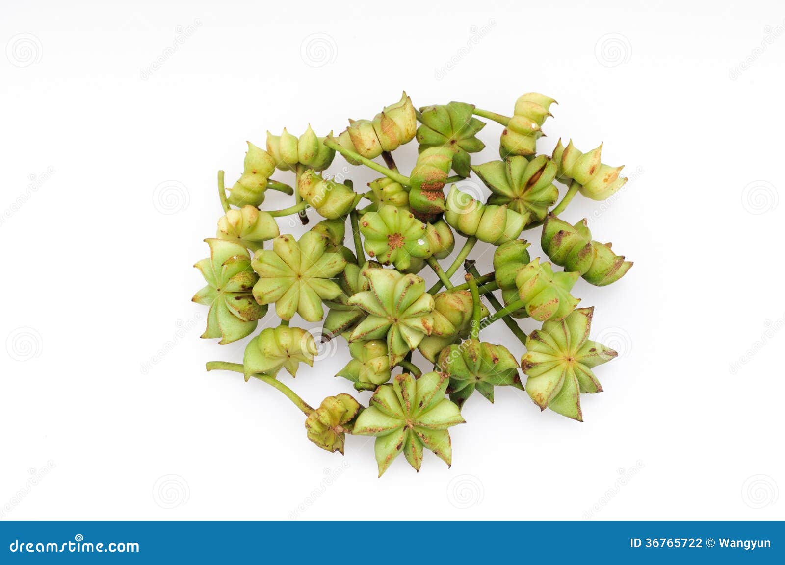 Fresh star anise stock photo. Image of close, fresh, liquorice - 36765722