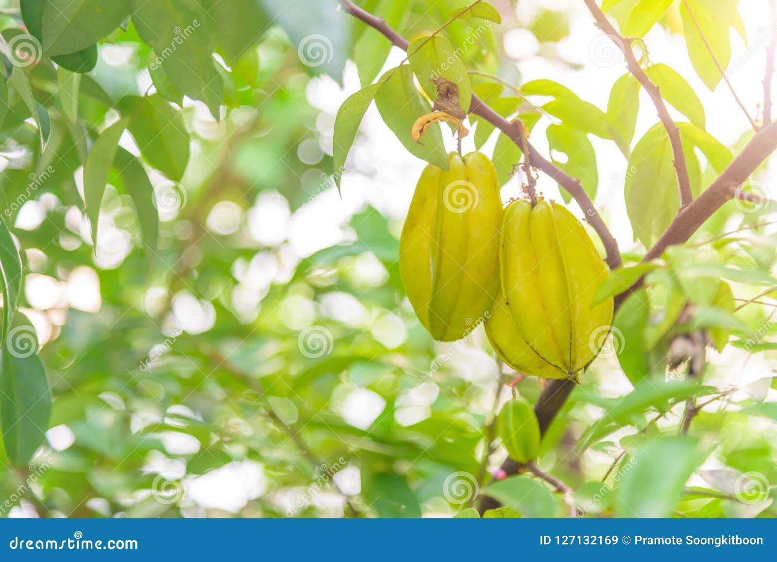 Fresh star apple on tree stock image. Image of health - 127132169