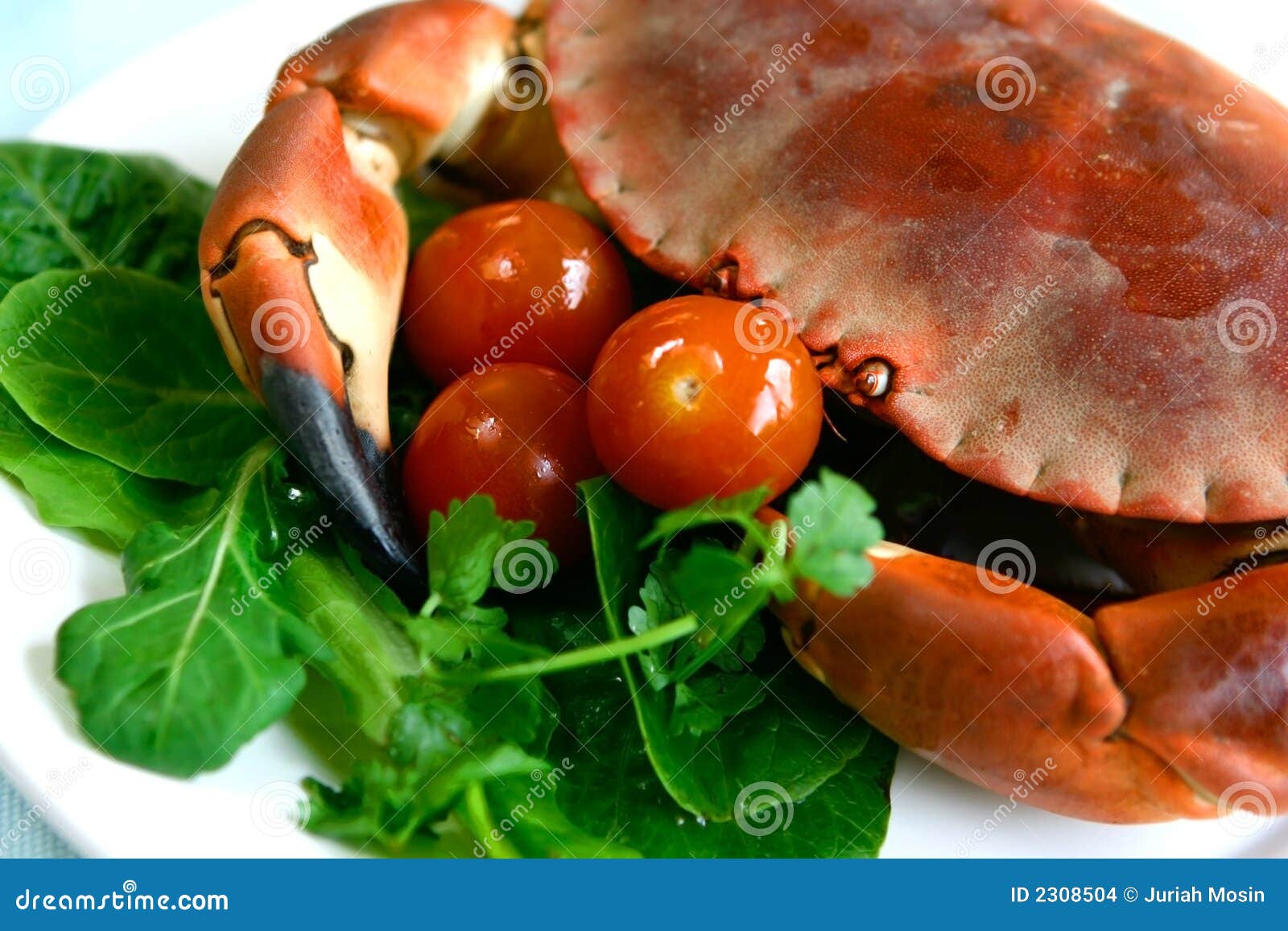 Fresh steamed crab stock photo. Image of fresh, pincers - 2308504