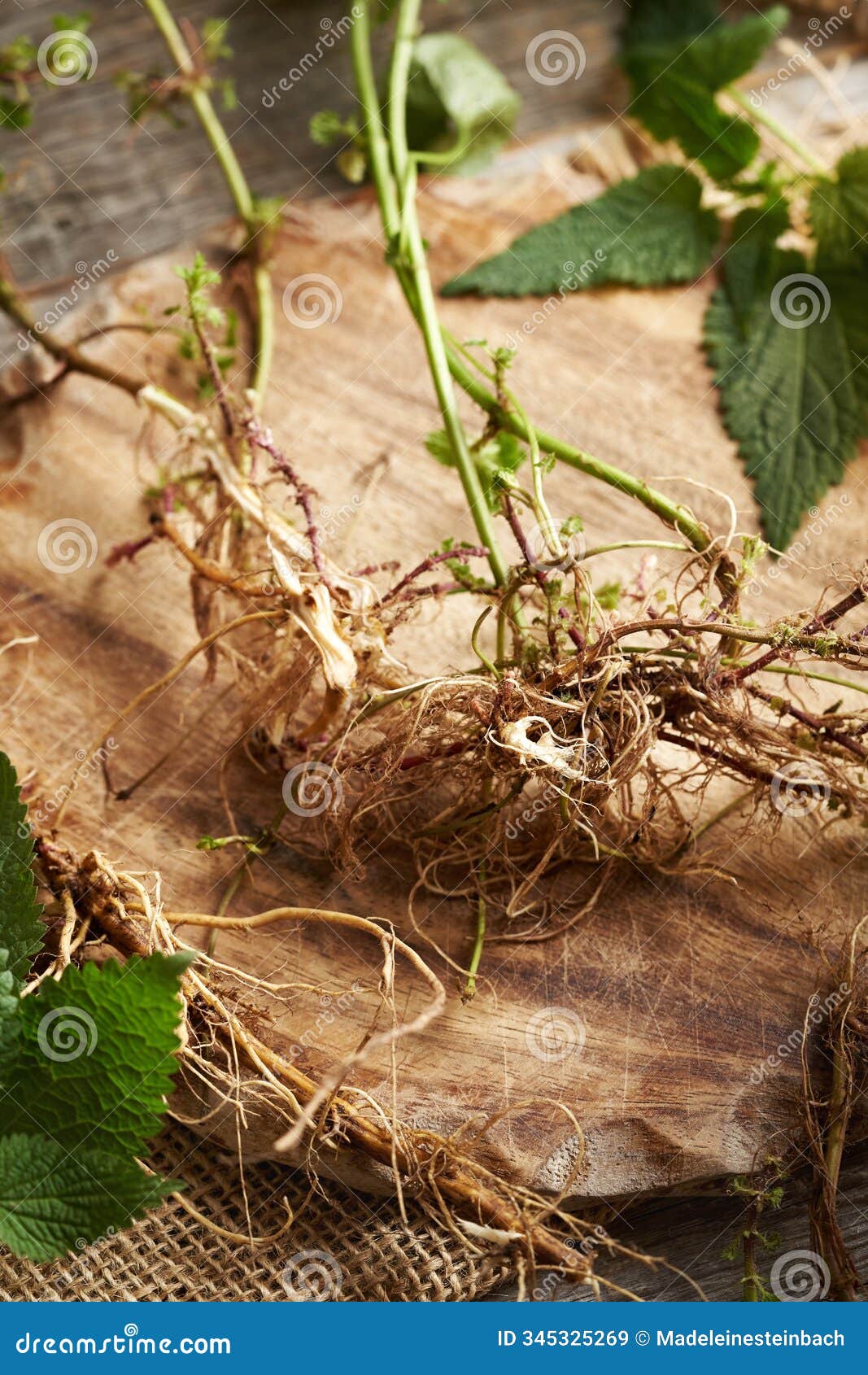 Stinging Nettle, Urtica Dioica, Medicinal Plant Cartoon Vector ...