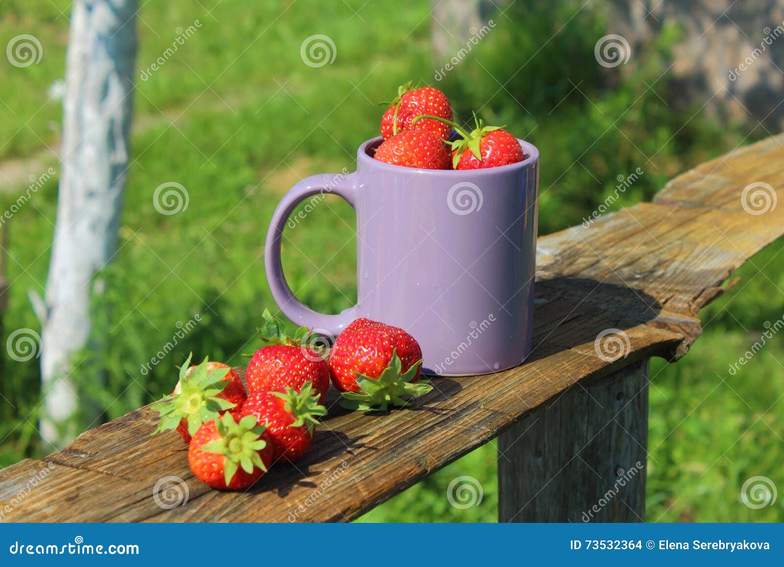 Fresh strawberries stock photo. Image of sweet, fresh - 73532364