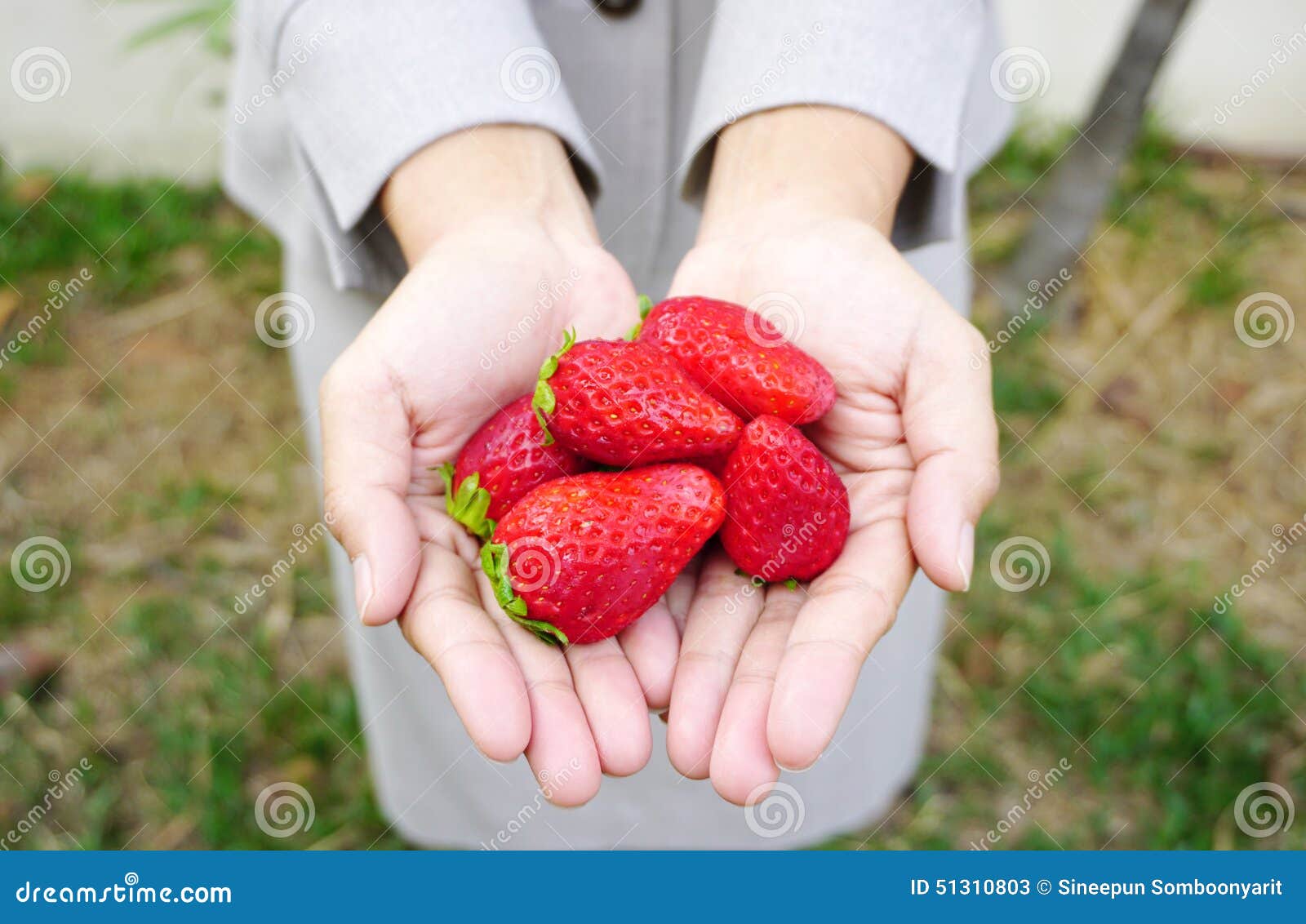 Fresh Strawberries on Human Hands Stock Image - Image of fruits ...
