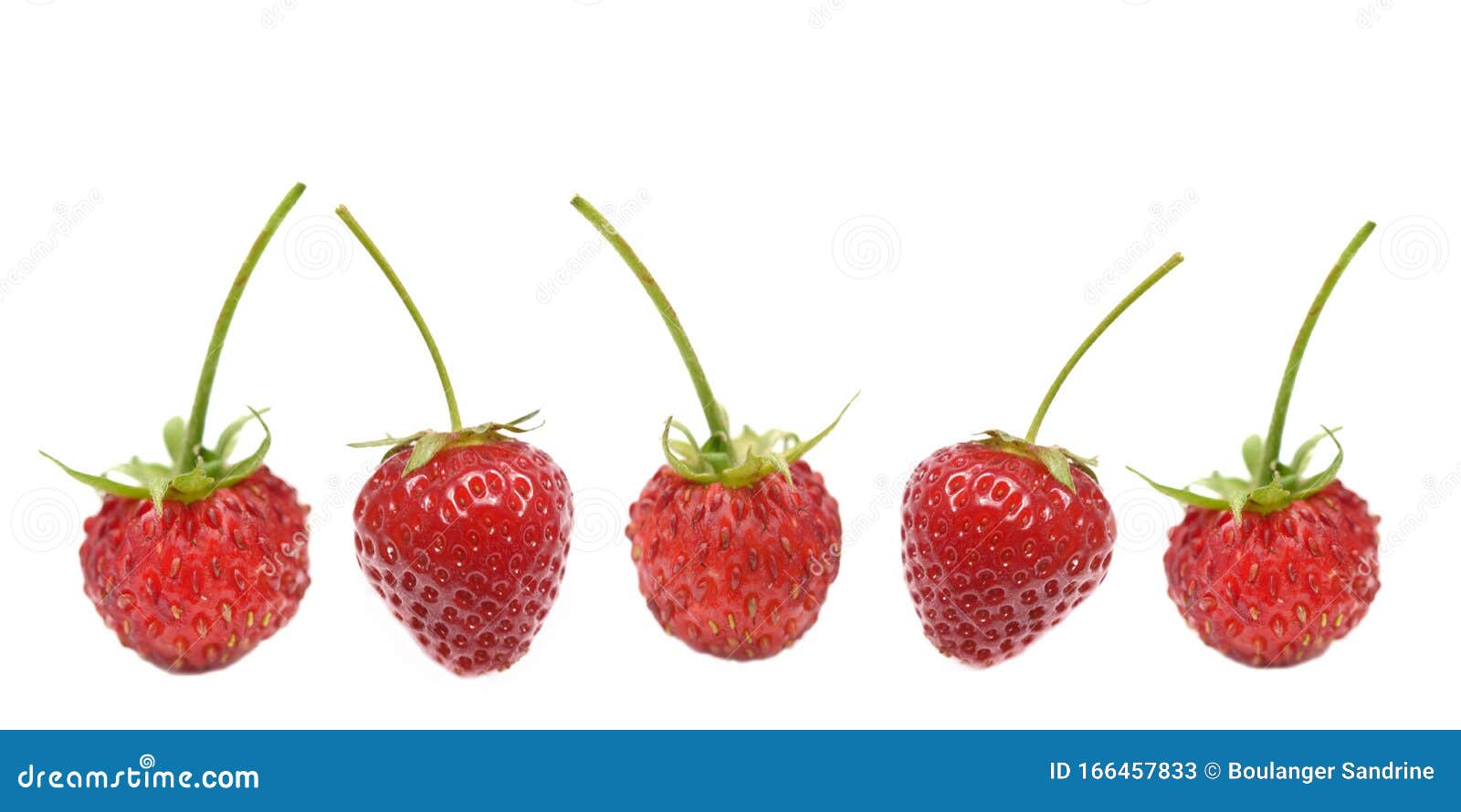 Strawberries Line Stock Photos - Download 779 Royalty Free Photos
