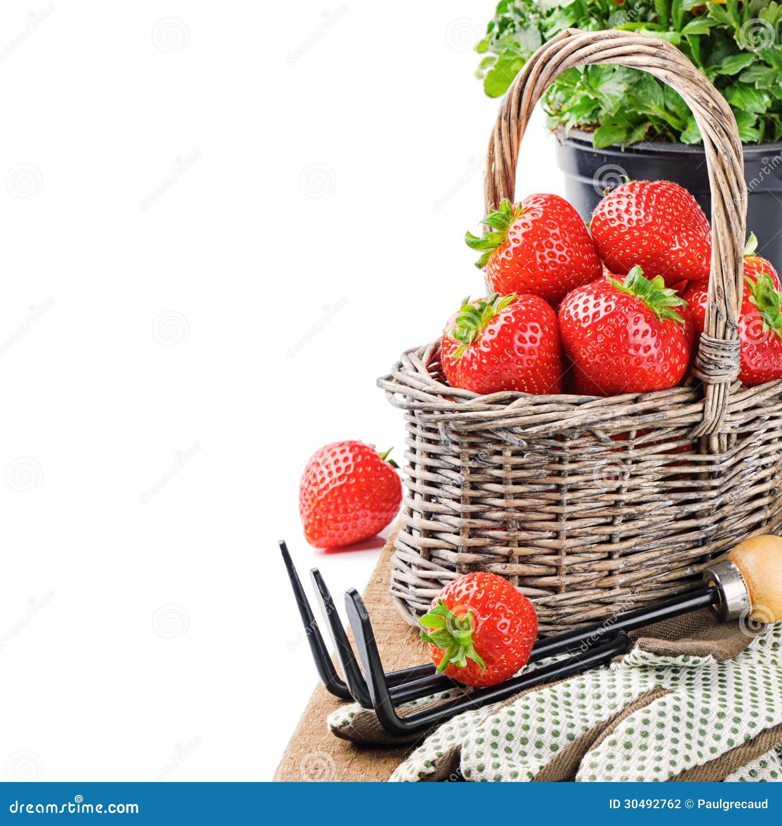 Fresh Strawberry in a Basket Stock Photo - Image of natural, cultivated ...
