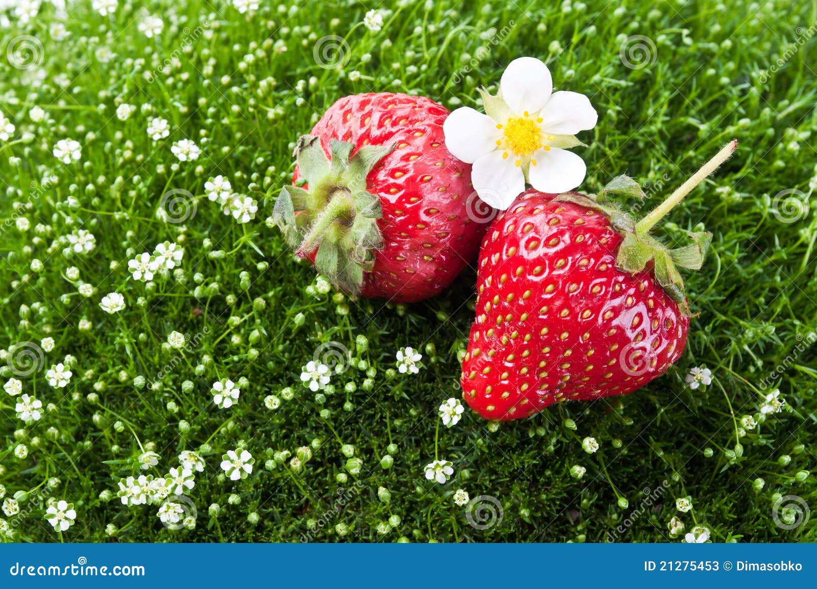 Fresh Strawberry and Flowers Stock Image - Image of organic, healthy ...