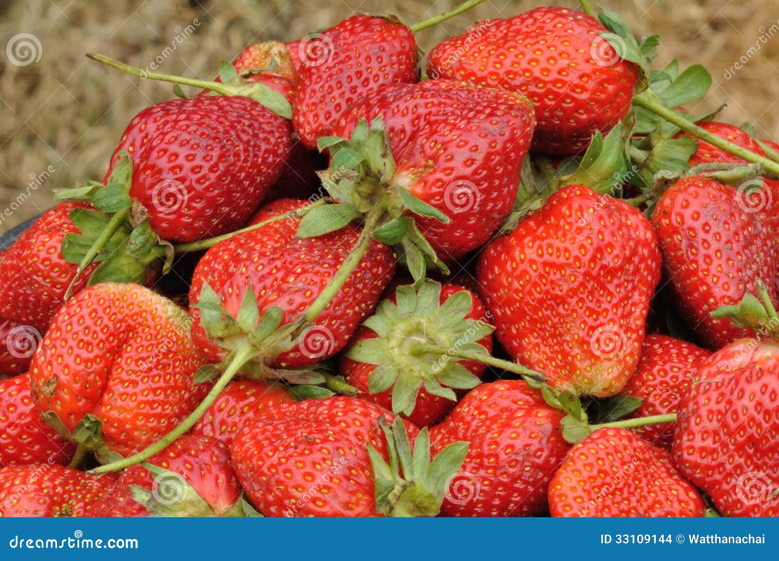 Fresh strawberry. stock photo. Image of fresh, edible - 33109144