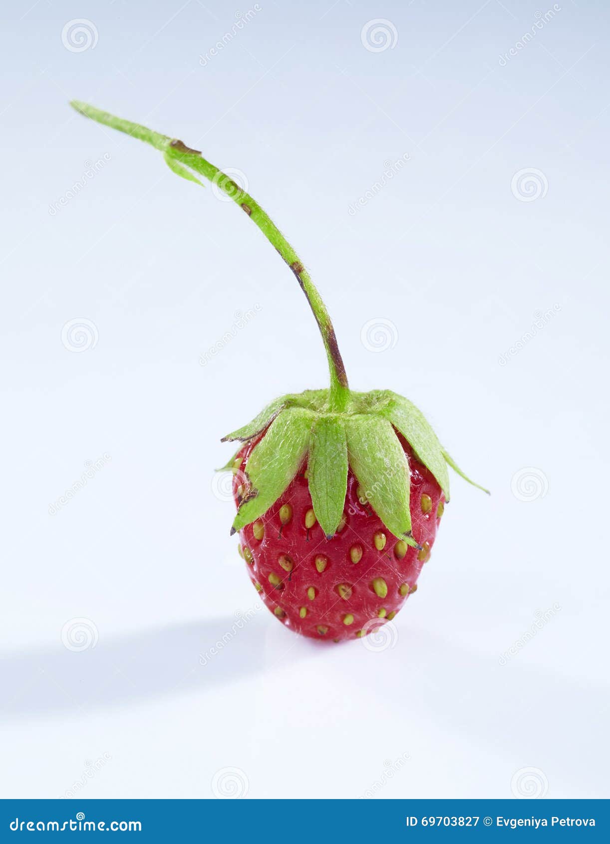 Fresh Strawberry with Green Leaves Isolated Stock Image - Image of ...