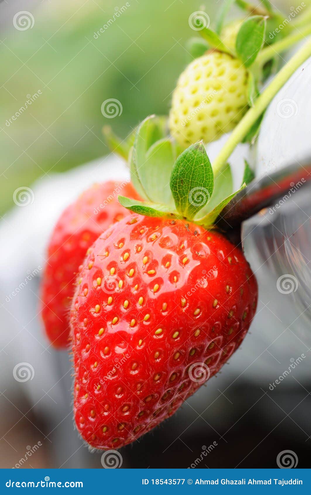 Fresh Strawberry Isolated with Green Strawberry Stock Image - Image of ...