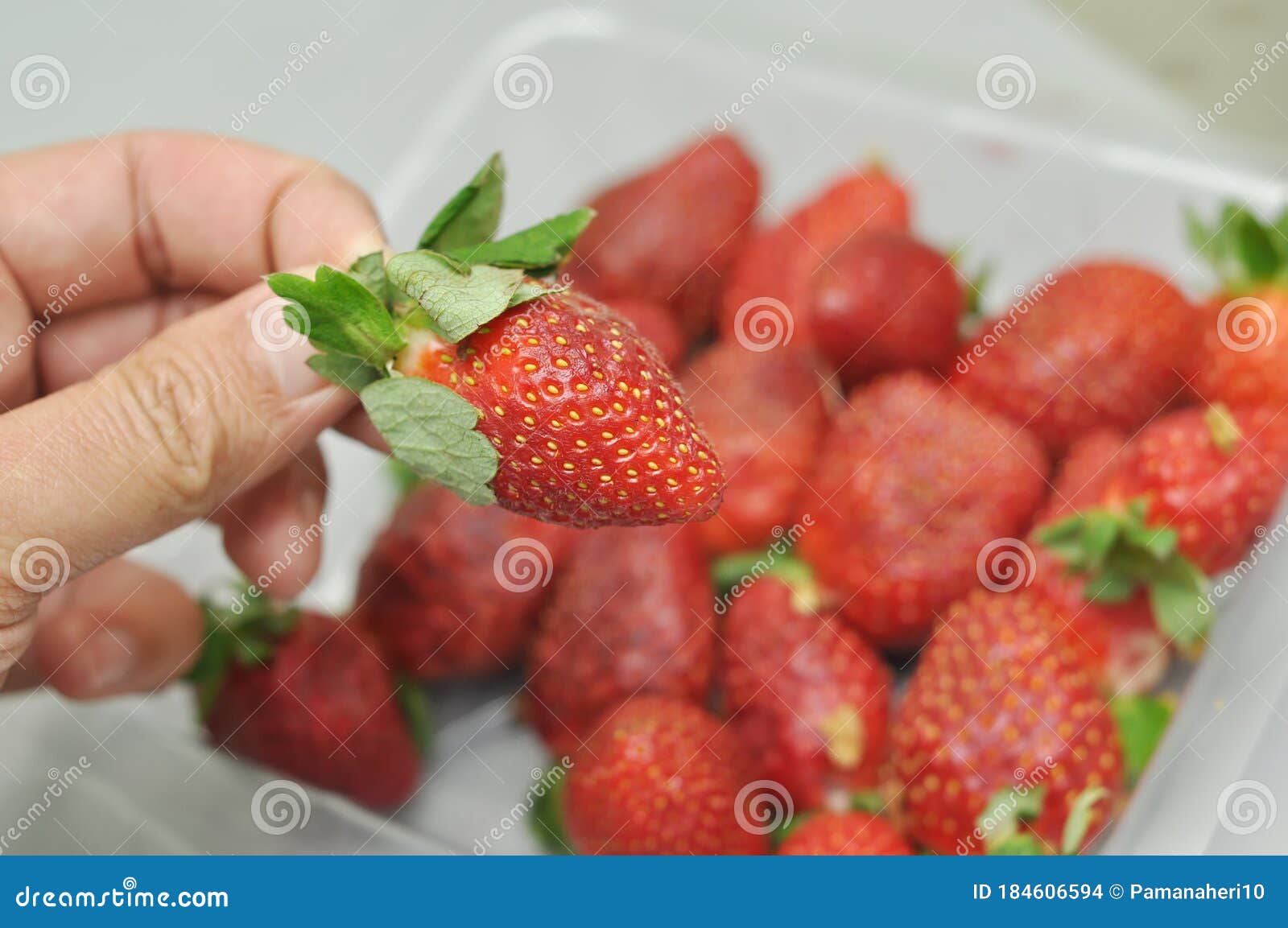 Fresh Strawberry at Nature Farm Stock Photo - Image of ideas ...