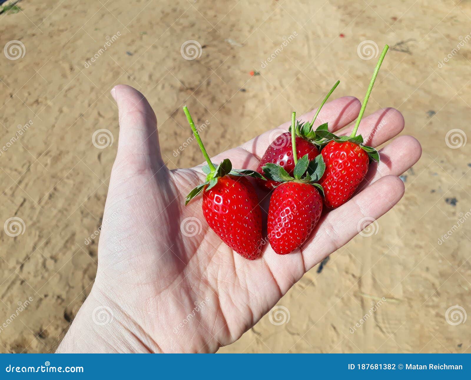 Fresh Strawberry on Sand Background Stock Photo - Image of outdoor ...