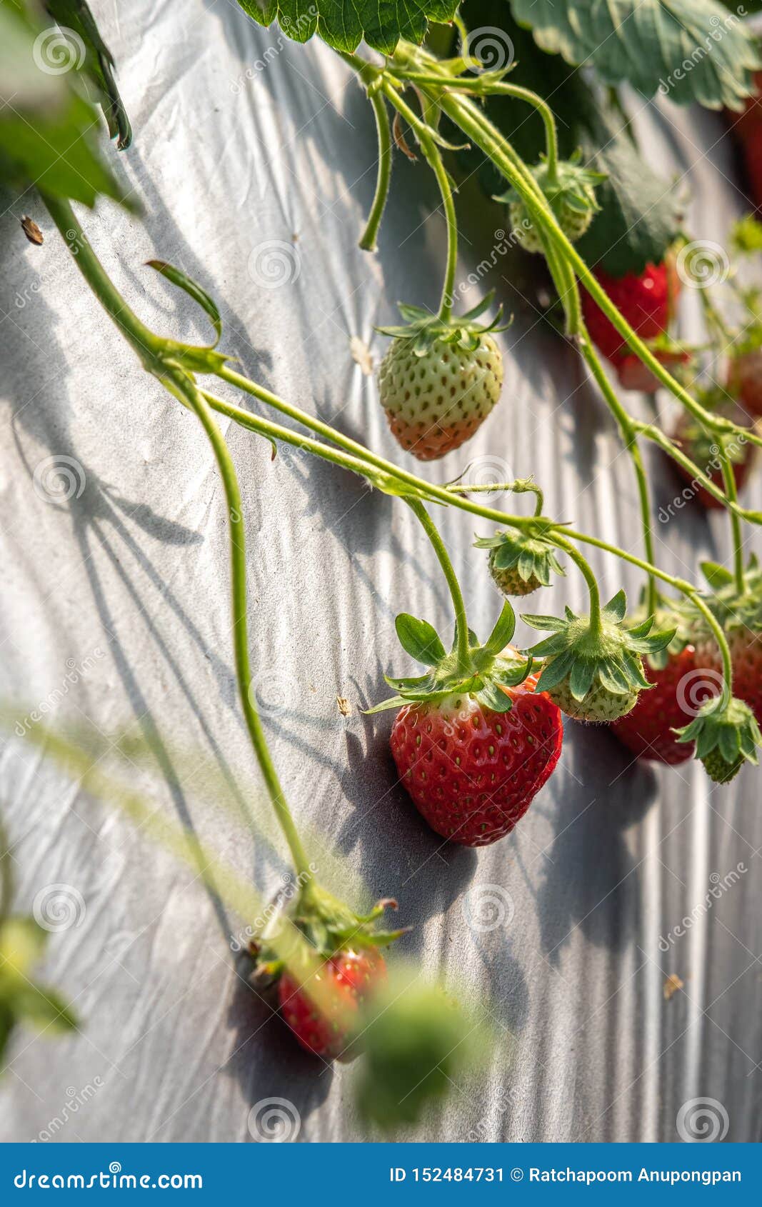 Fresh Strawberry with Stalk in Strawberry Planting Farm Stock Image ...
