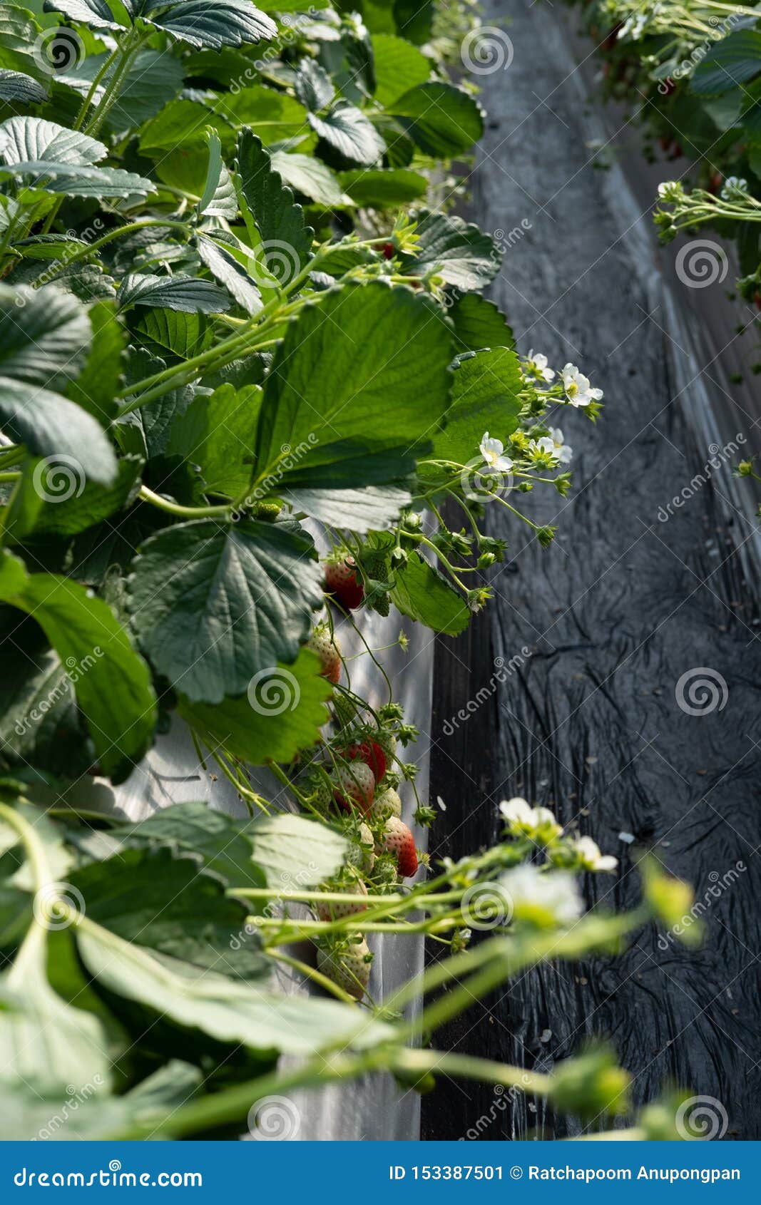 Fresh Strawberry with Stalk in Strawberry Planting Farm Stock Image ...