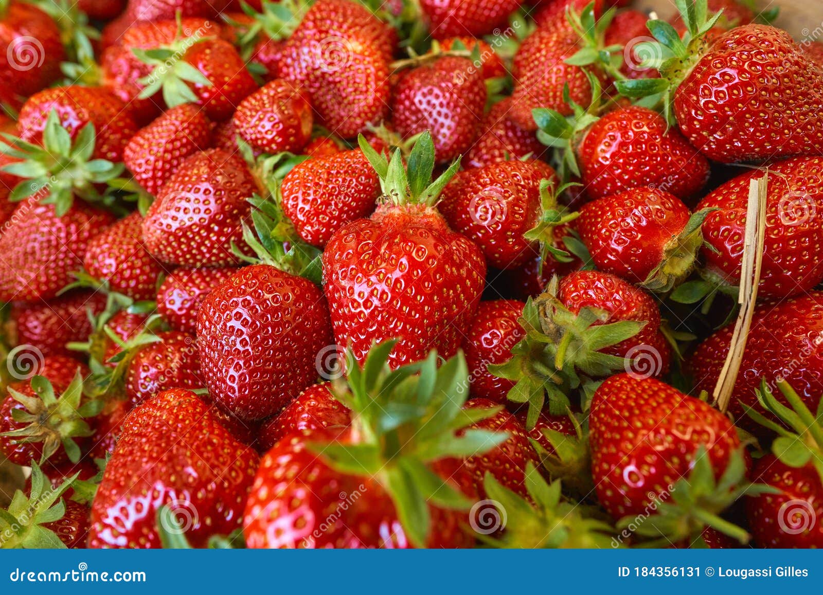 Fresh Strawberrys of Organic Farming Stock Image - Image of closeup ...