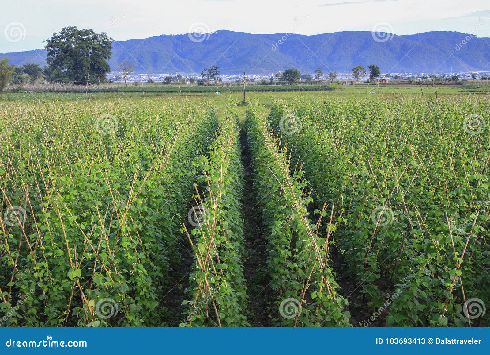 Fresh string bean field stock image. Image of agriculture - 103693413