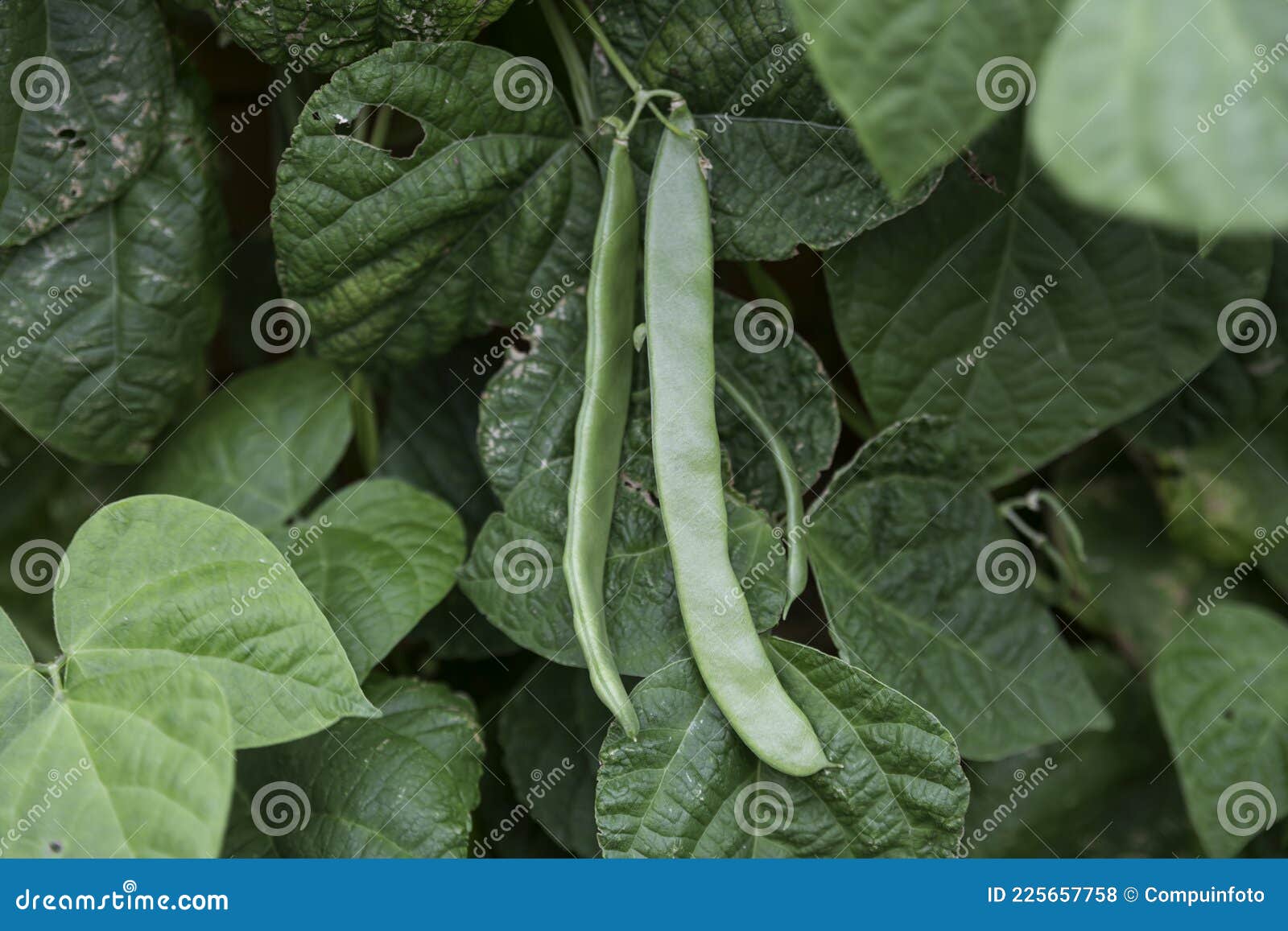 Fresh String Beans in the Vegetable Garden Stock Photo - Image of diet ...