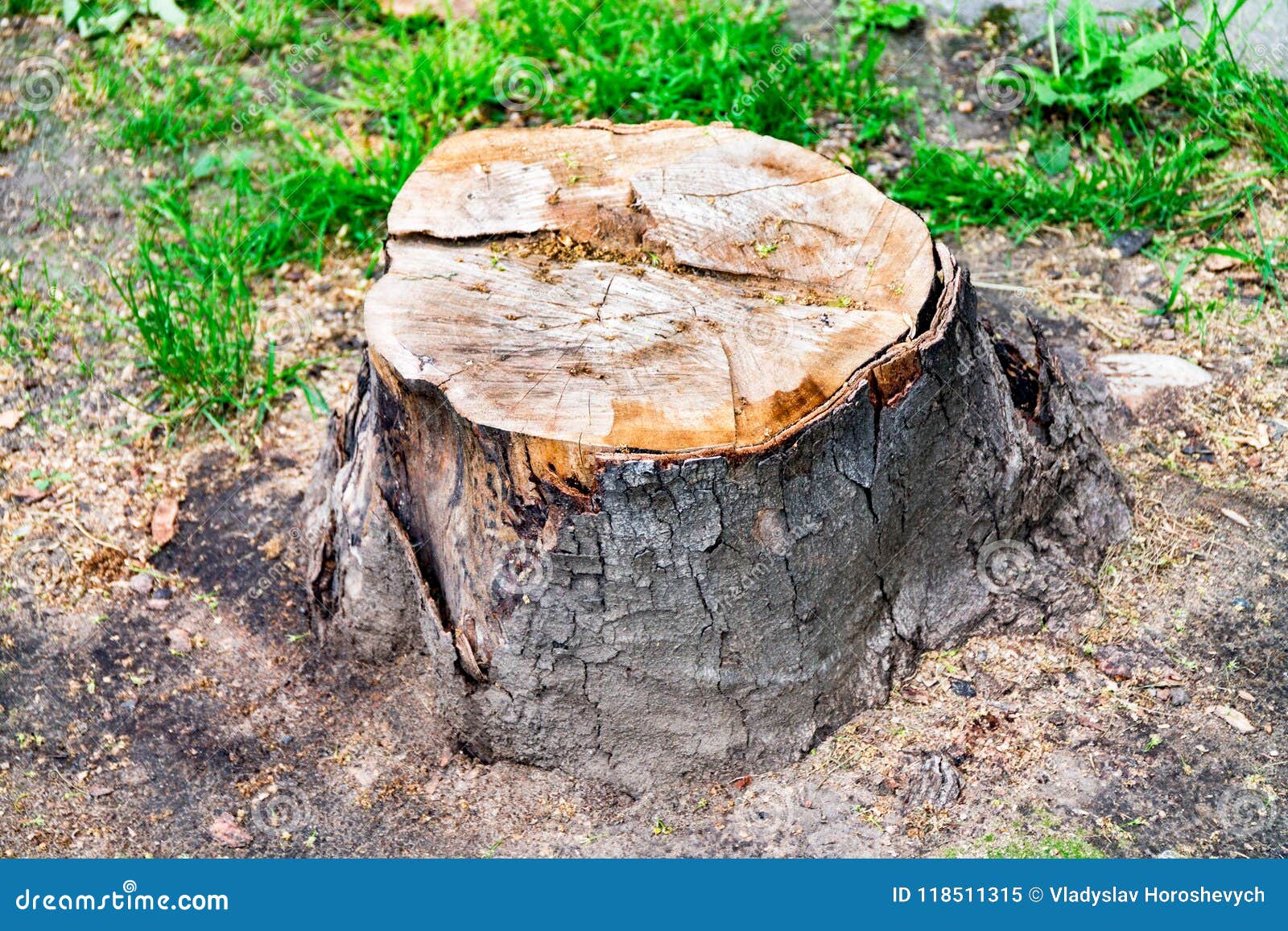 Fresh Stump, a Cut Tree, Roots from a Tree Stock Image - Image of ...