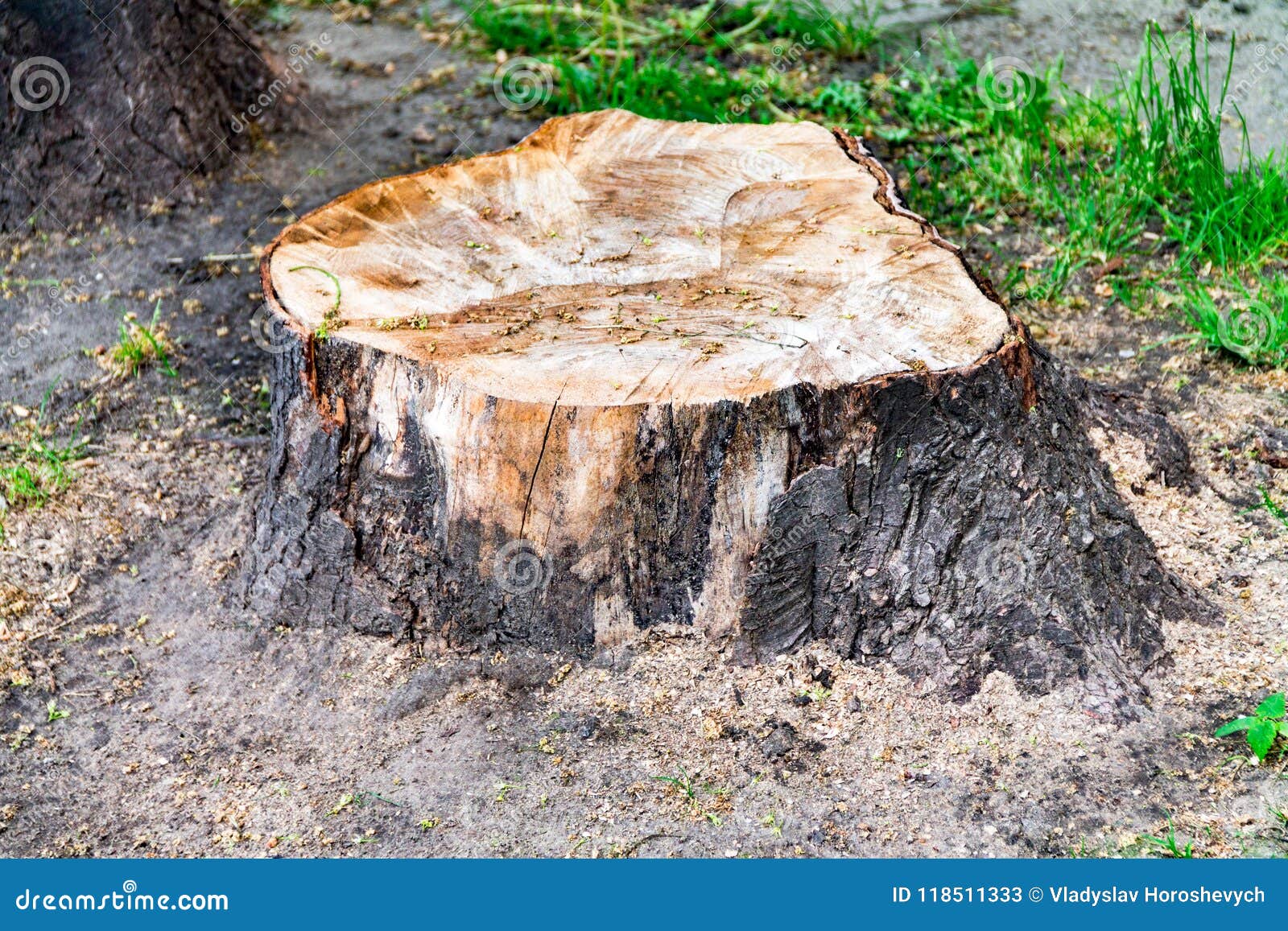 Fresh Stump, a Cut Tree, Roots from a Tree Stock Image - Image of large ...