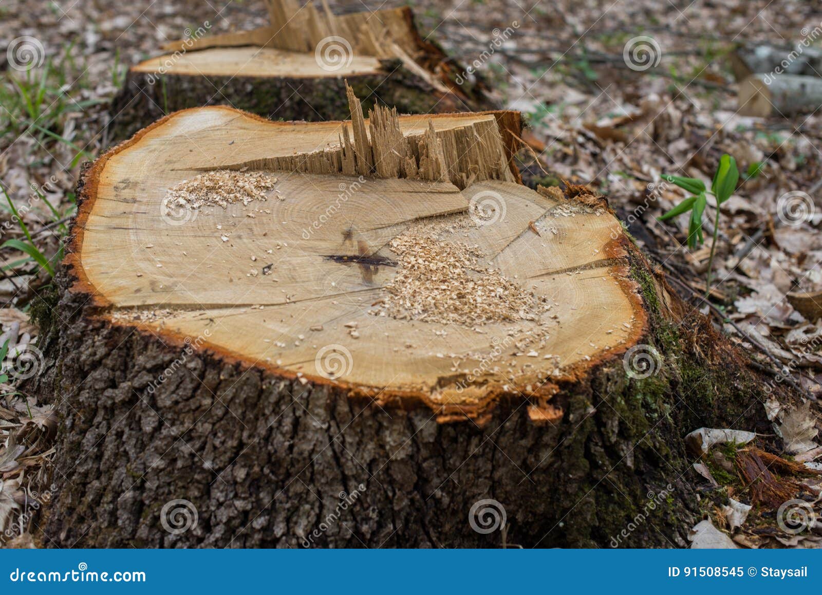 Fresh Stump of a Very Large Oak Tree Stock Image - Image of annual ...