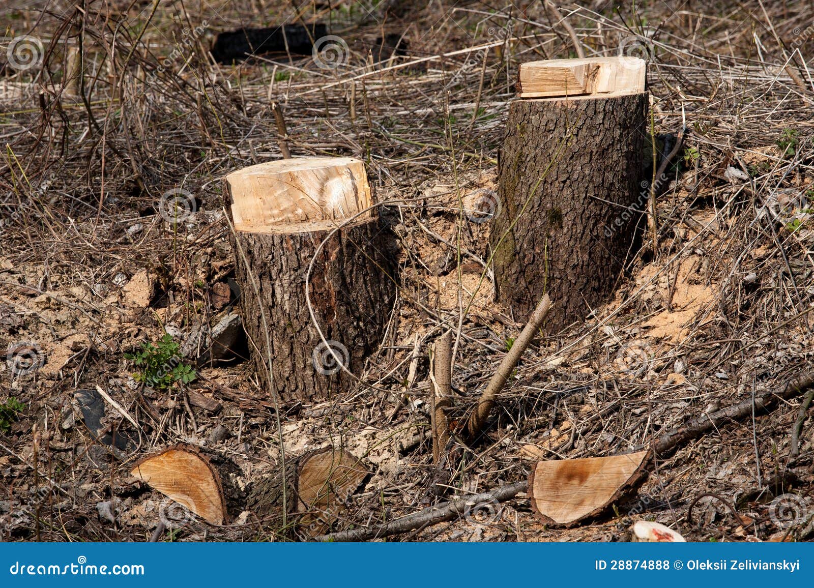 Fresh stumps stock photo. Image of stump, fresh, sawing - 28874888