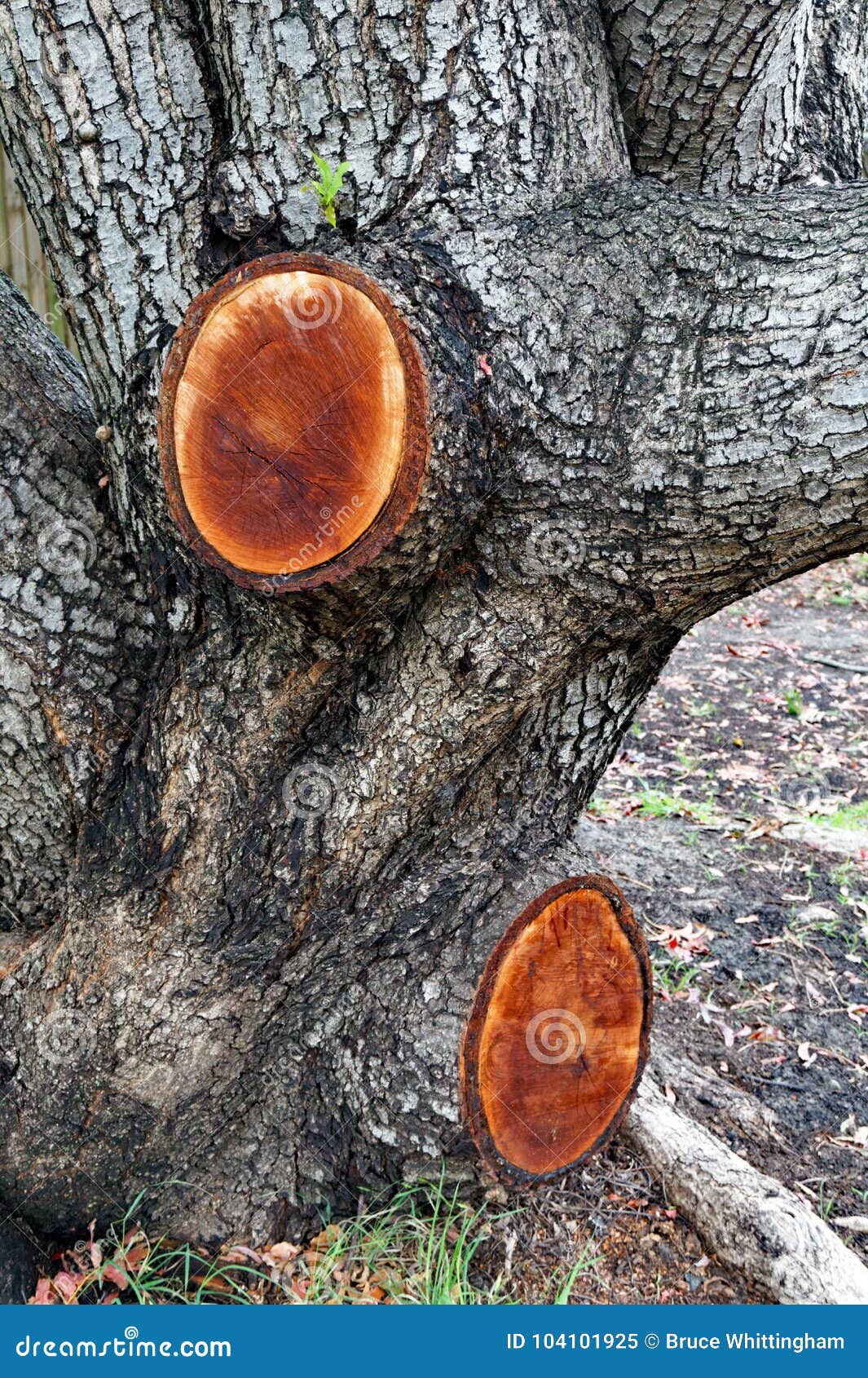 Fresh Stumps on Pruned Tree Stock Image - Image of fresh, pruned: 104101925