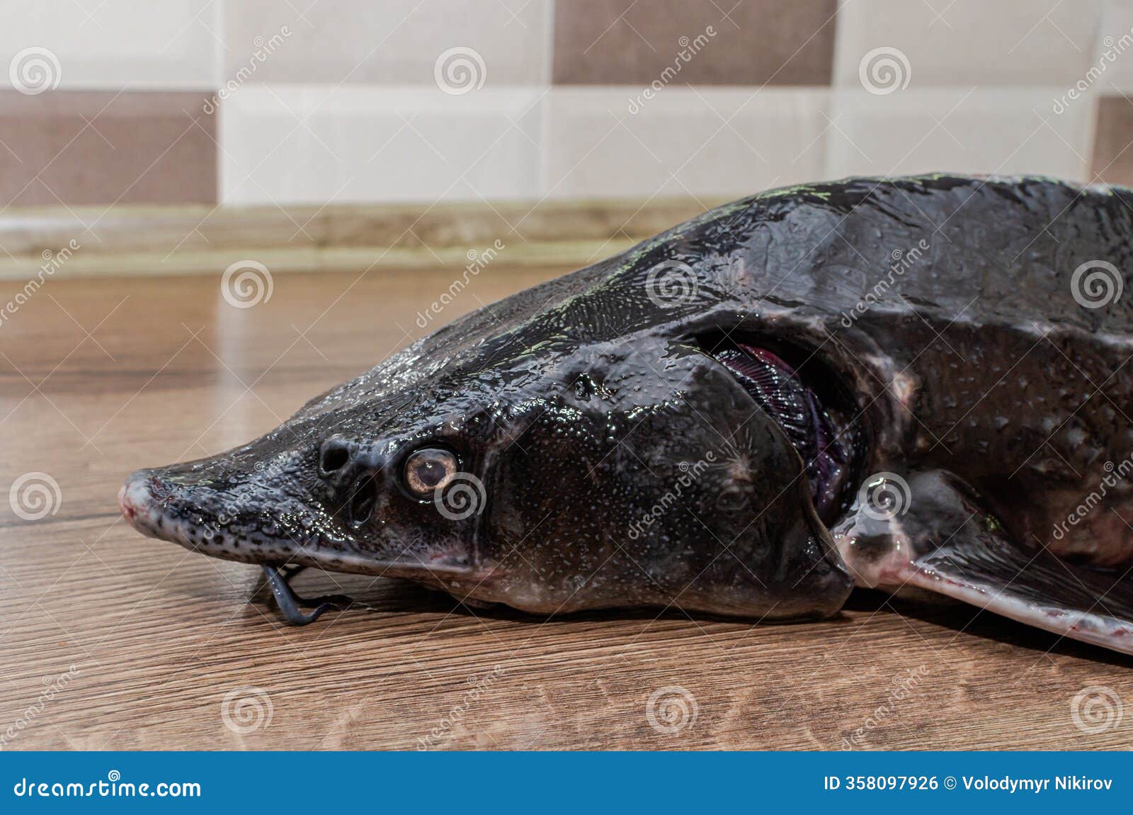 Fresh Raw Sturgeon Fish On The Table With Lemon Pepper Garlic. Clouse ...