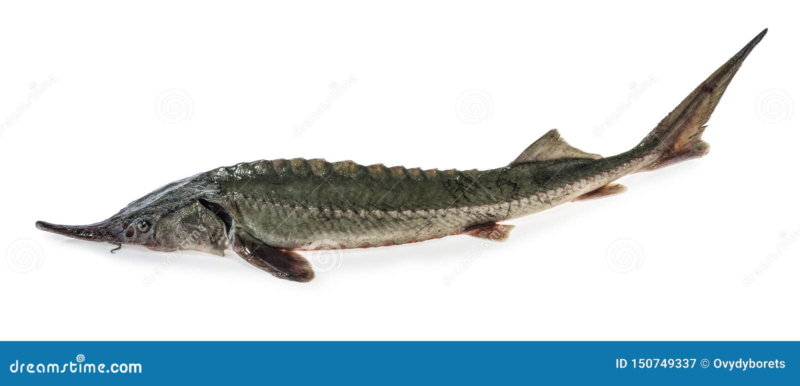 Fresh Sturgeon Fish Isolated Clipping Path Stock Image - Image of black ...
