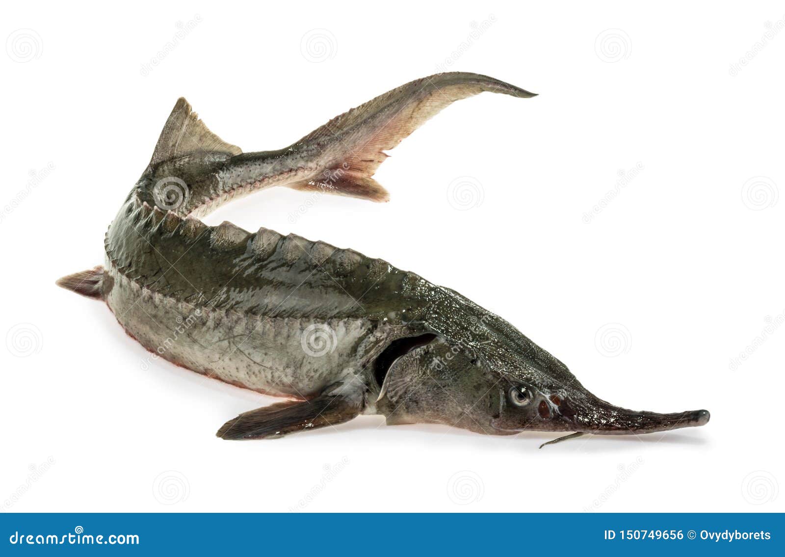 Fresh Sturgeon Fish Isolated on White Stock Photo - Image of black ...
