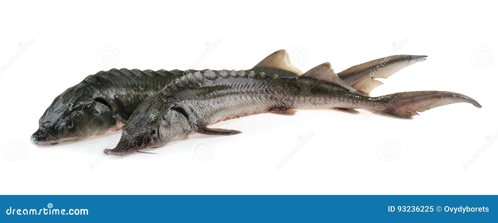 Fresh Sturgeon Fish Isolated on White Stock Image - Image of closeup ...