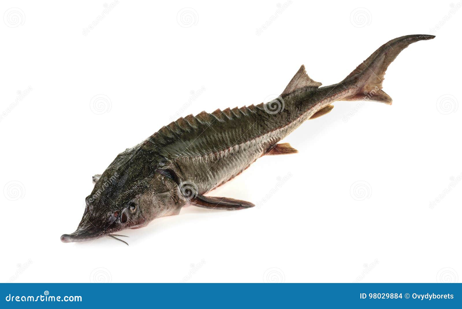 Fresh Raw Sturgeon Fish On The Table With Lemon Pepper Garlic. Clouse ...