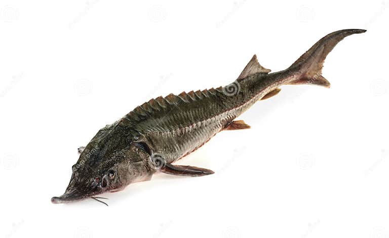 Fresh Sturgeon Fish Isolated on White Stock Photo - Image of russian ...