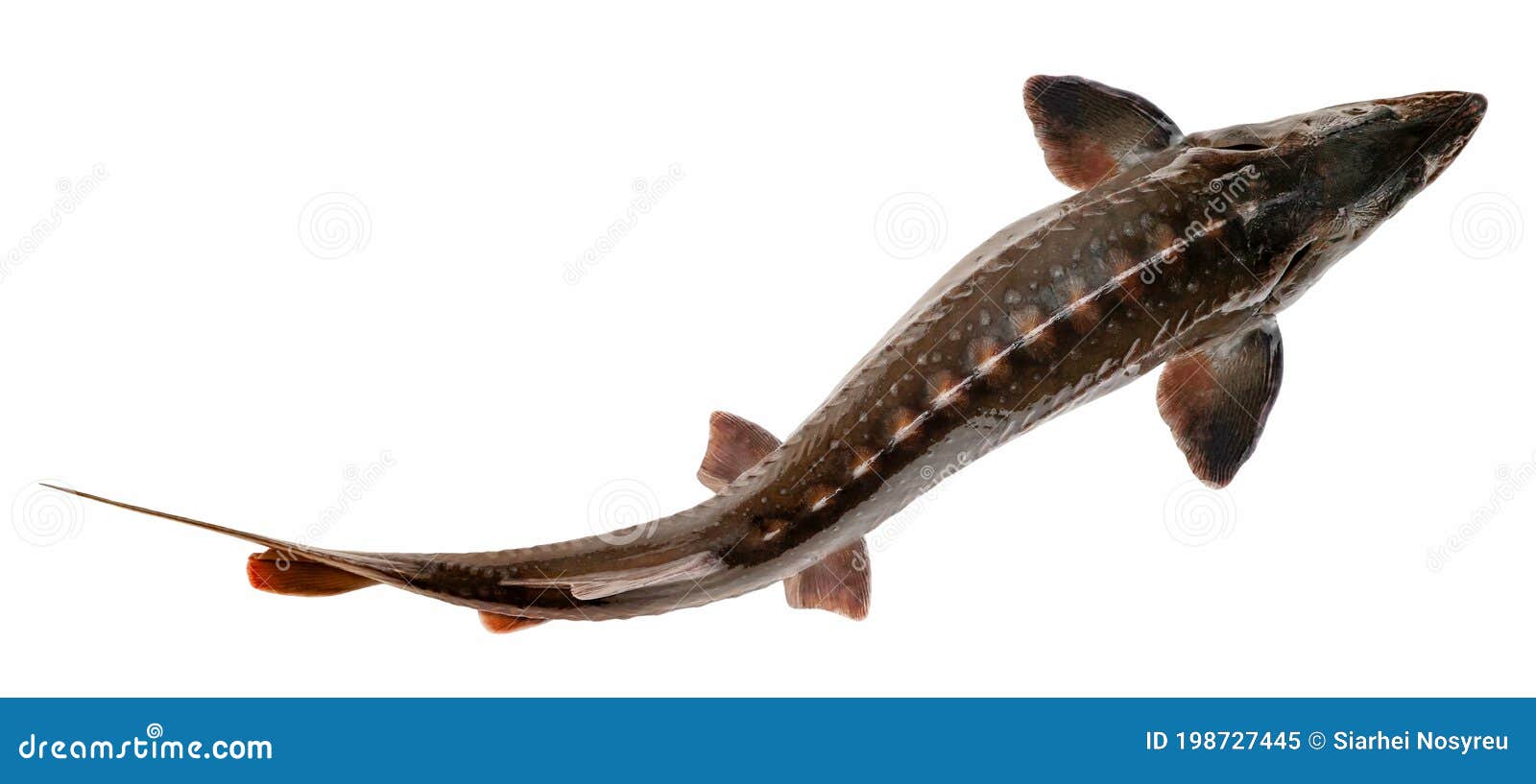 Fresh Raw Sturgeon Fish On The Table With Lemon Pepper Garlic. Clouse ...