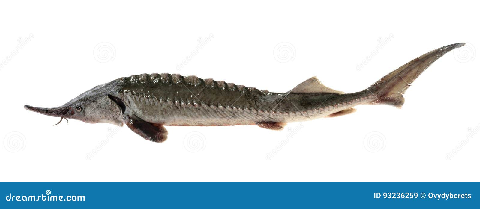 Fresh Sturgeon Fish Isolated on White without Shadow Stock Image ...