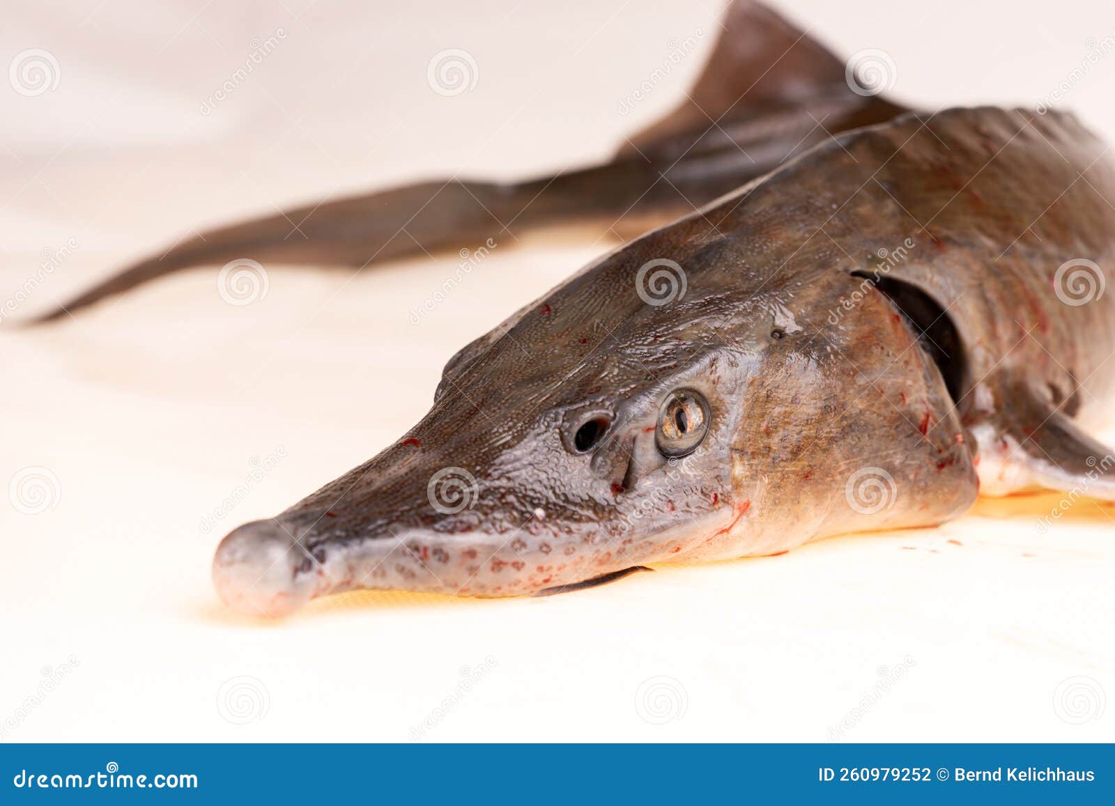 Fresh Sturgeon from the Fish Market Stock Photo - Image of gourmet ...