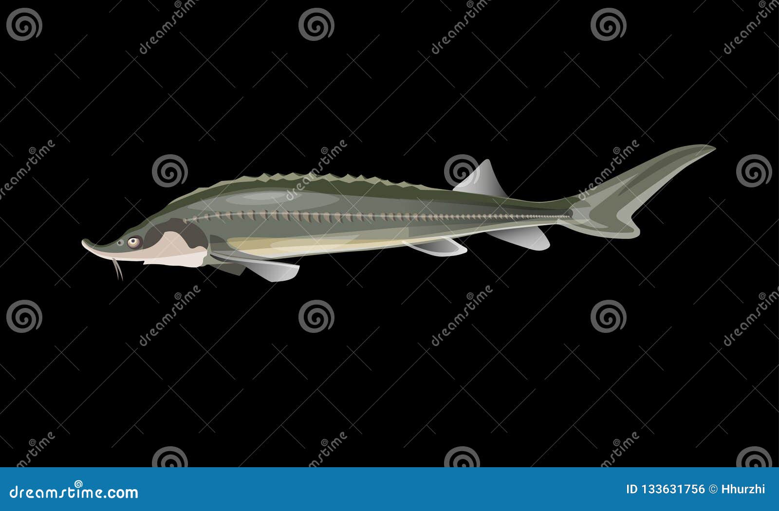 Fresh sturgeon fish stock vector. Illustration of gray - 133631756