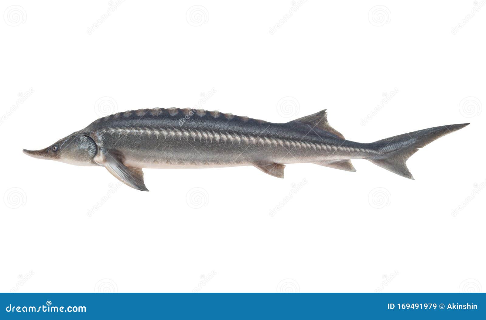 Fresh Sturgeon Fish on White Background Stock Image - Image of delicacy ...