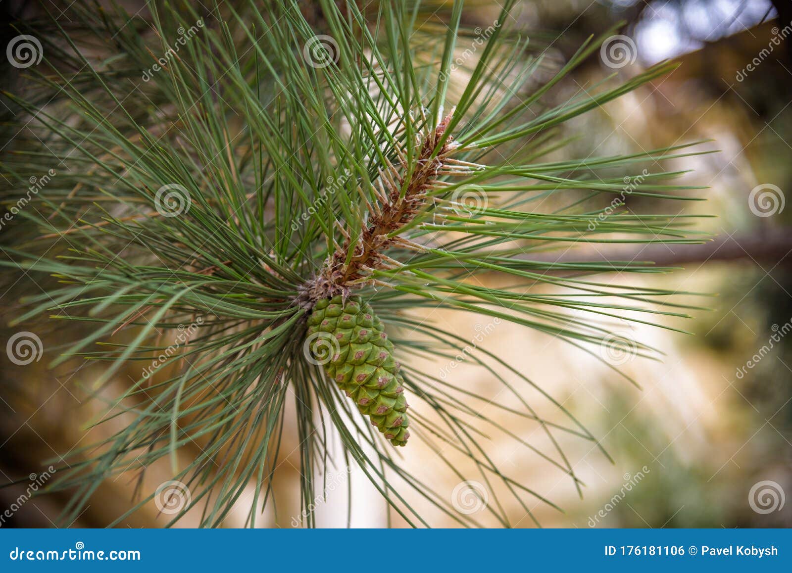 Fresh Succulent Young Shoots of Pine Trees among the Green Long Pine ...