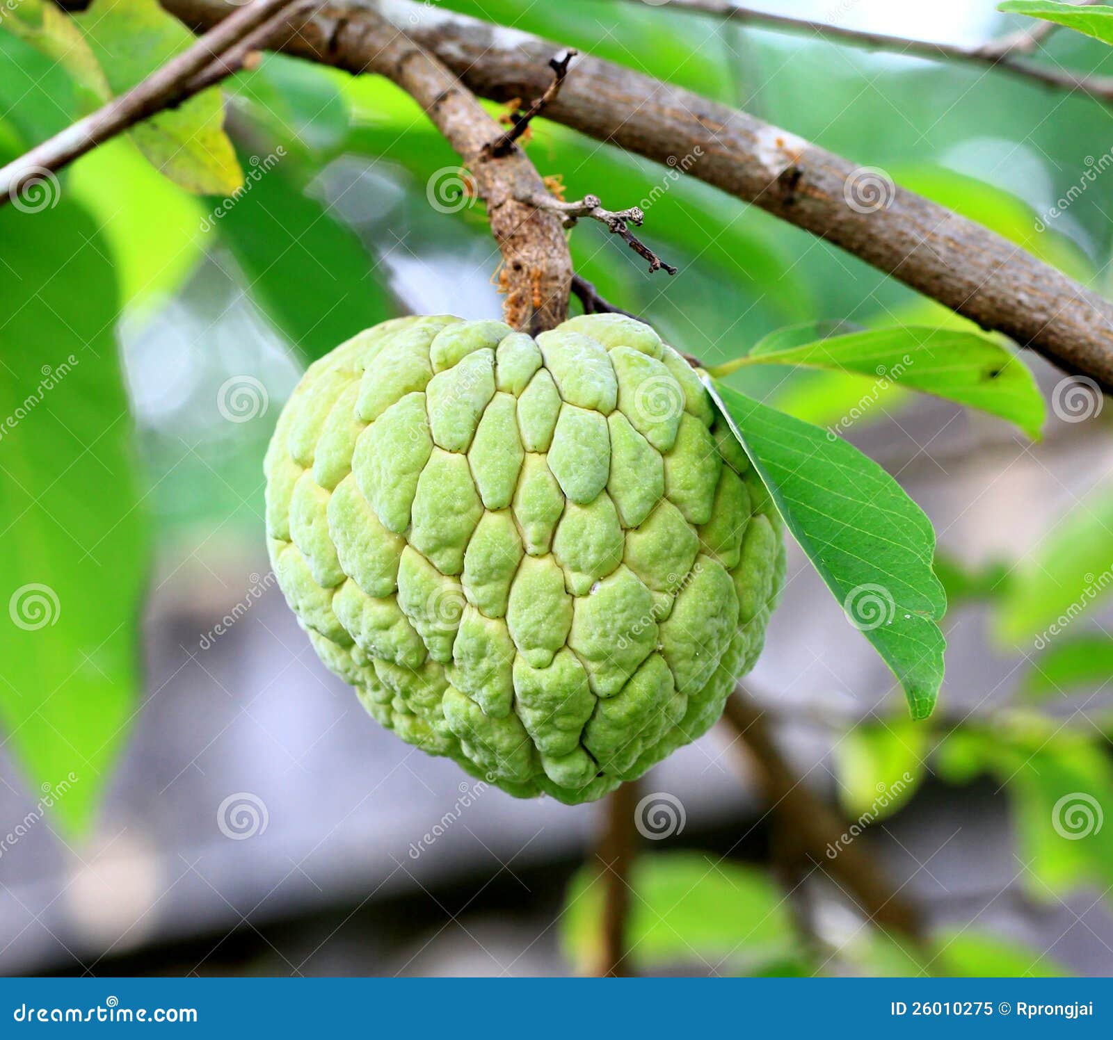 Fresh sugar apple stock image. Image of nature, nutrition - 26010275
