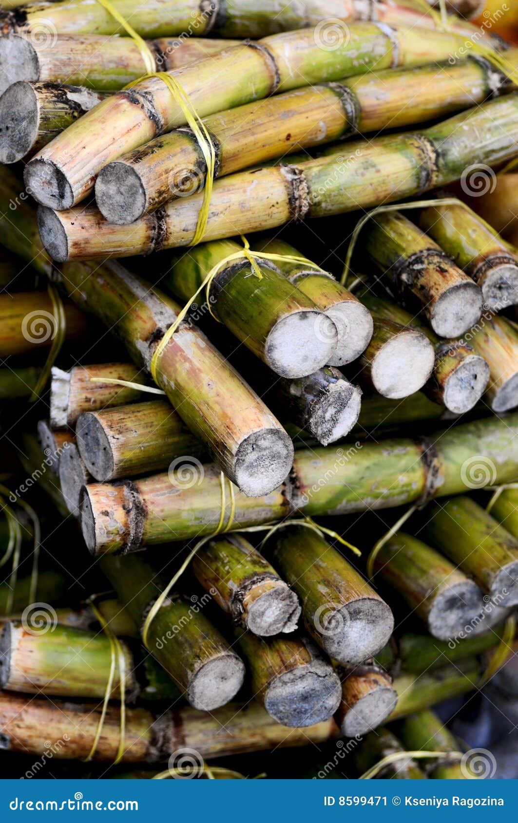 Fresh Sugar Cane stock image. Image of ingredient, indoor - 8599471