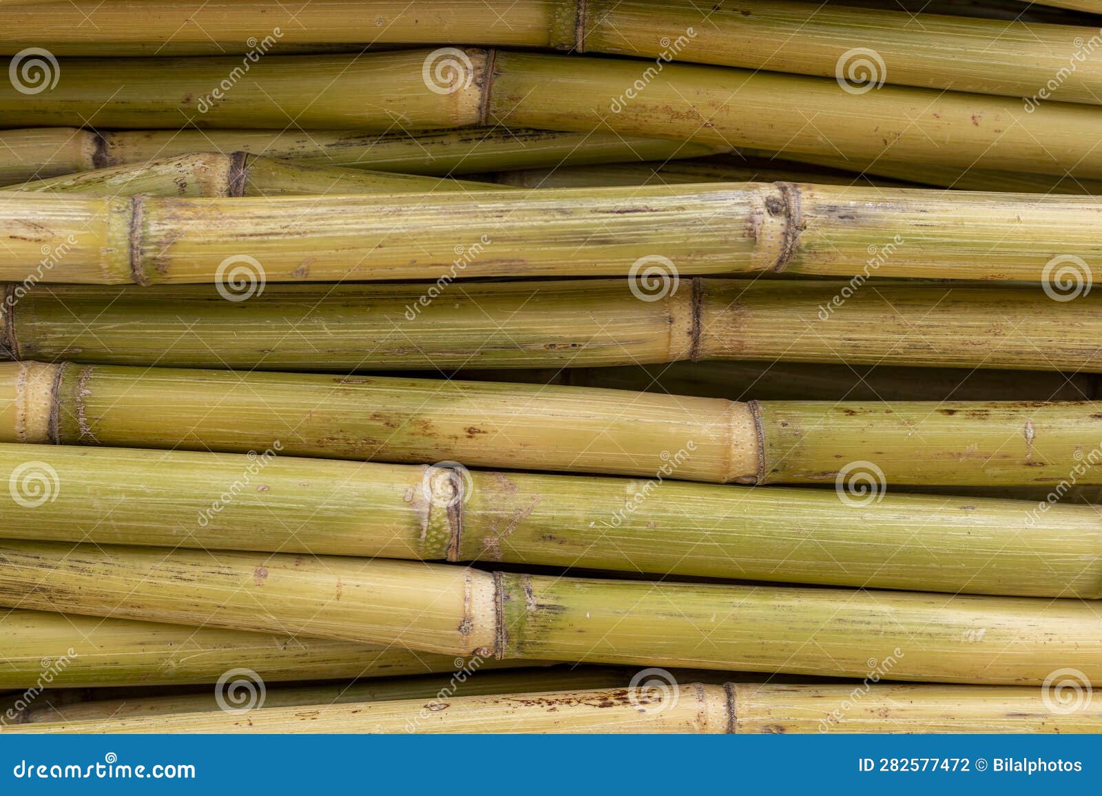 Fresh Sugar Cane Closeup View, Sugarcane Texture Background Stock Photo ...