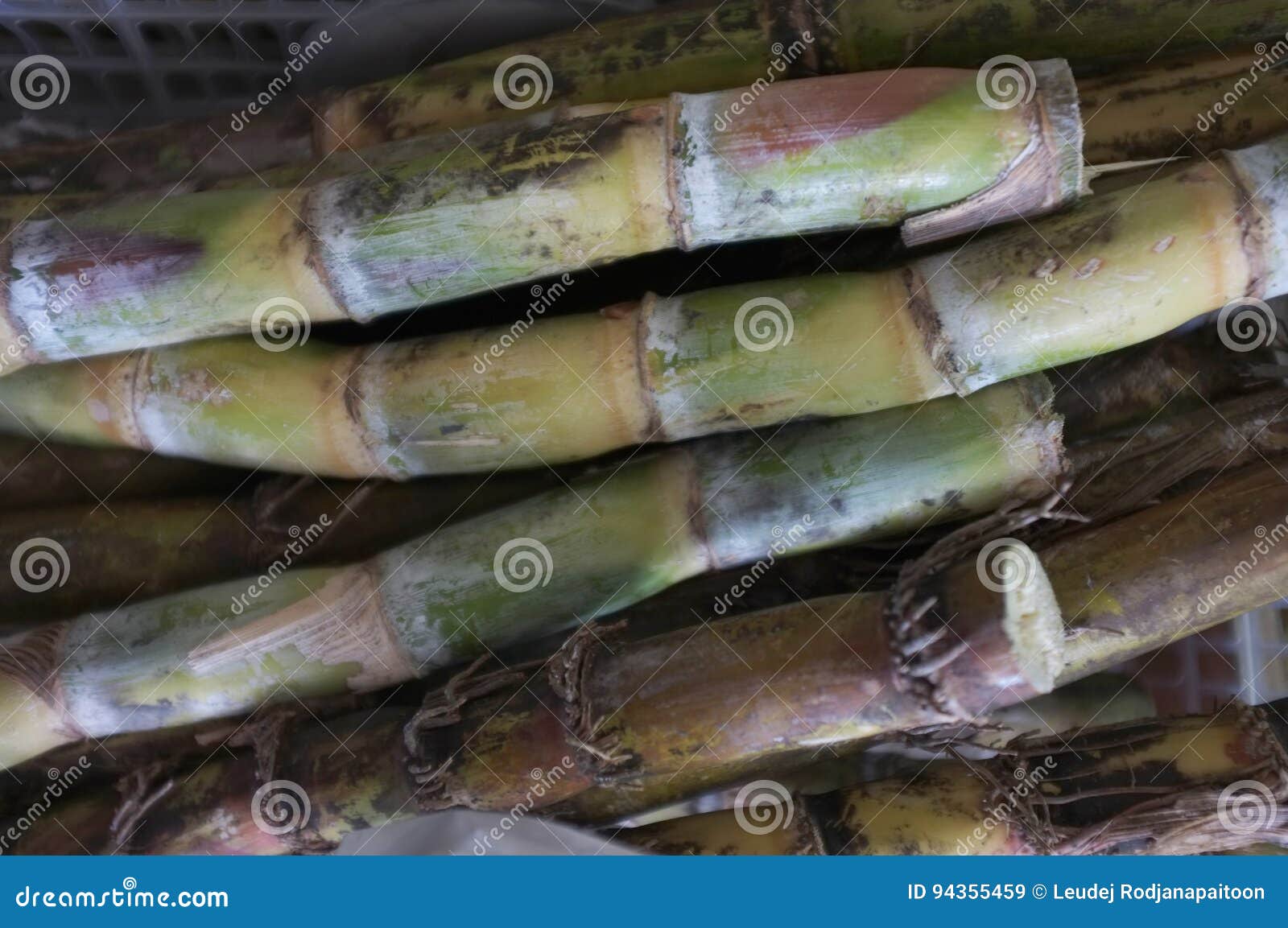 SUGARCANE ONLY BUNDLE - munimoro.gob.pe