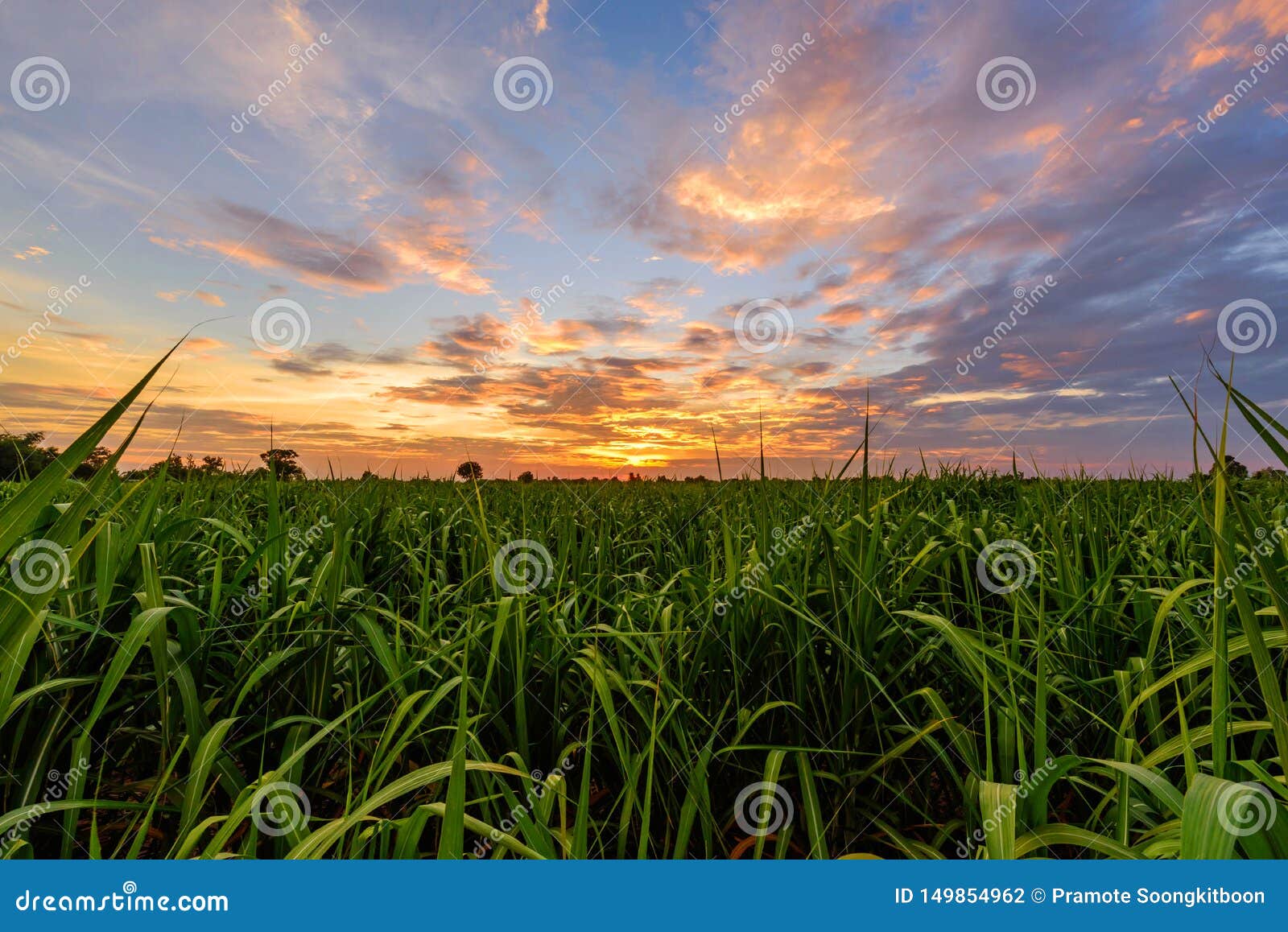 Fresh Sugarcane Field with Sunlight Stock Photo - Image of landscape ...